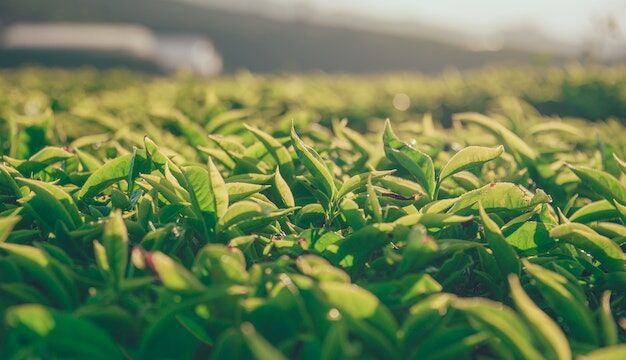 Té Senza Teina: Quali sono e Confronto di Caffeina Bevande
